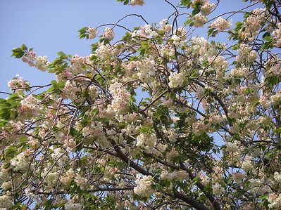 次は、2012/4/19、葛西臨海公園で