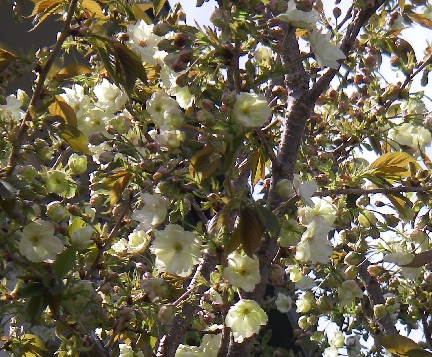 ずくなしの冷や水