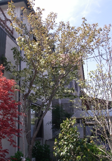 以前、もう少し赤みを帯びたものは見つけていた。それぞれ種類が違うのかもしれない。