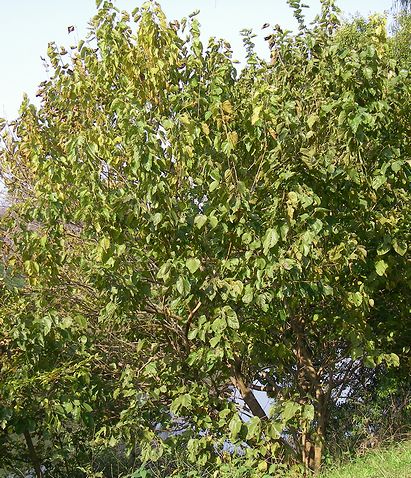 posted by ZUKUNASHI at 08:00| Comment(0) | 木々と知り合う